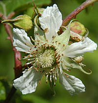クマイチゴ Rubus crataegifolius バラ科 Rosaceae キイチゴ属 三河の植物観察