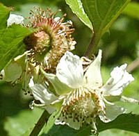 クマイチゴ Rubus crataegifolius バラ科 Rosaceae キイチゴ属 三河の植物観察