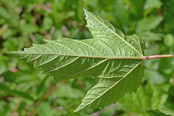クマイチゴ Rubus crataegifolius バラ科 Rosaceae キイチゴ属 三河の植物観察