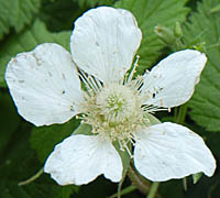 クサイチゴ Rubus hirsutus バラ科 Rosaceae キイチゴ属 三河の植物観察