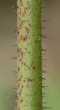 クサイチゴ Rubus hirsutus バラ科 Rosaceae キイチゴ属 三河の植物観察