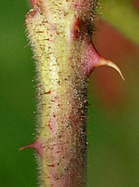 クサイチゴ Rubus hirsutus バラ科 Rosaceae キイチゴ属 三河の植物観察