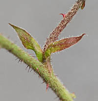 クサイチゴ Rubus hirsutus バラ科 Rosaceae キイチゴ属 三河の植物観察