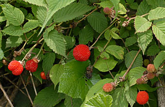 クサイチゴ Rubus hirsutus バラ科 Rosaceae キイチゴ属 三河の植物観察