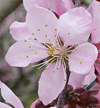 モモ Prunus persica バラ科 Rosaceae サクラ属 スモモ亜属 モモ節 三河の植物観察
