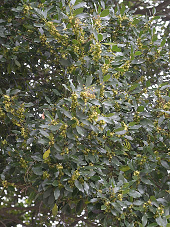 モチノキ Ilex integra モチノキ科 Aquifollaceae モチノキ属 三河の植物観察