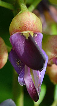 ムラサキナツフジ Callerya reticulata マメ科 Fabaceae カレルヤ属 三河の植物観察