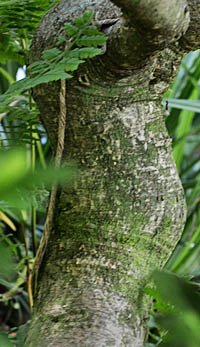 ムラサキナツフジ Callerya reticulata マメ科 Fabaceae カレルヤ属 三河の植物観察