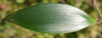 ナギ Nageia nagi マキ科 Podocarpaceae ナギ属 三河の植物観察
