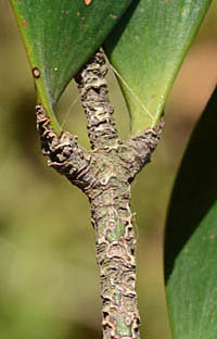 ナギ Nageia nagi マキ科 Podocarpaceae ナギ属 三河の植物観察