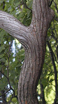 ネジキ Lyonia ovalifolia var. elliptica ツツジ科 Ericaceae ネジキ属 三河の植物観察