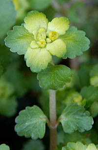 ネコノメソウ Chrysosplenium grayanum ユキノシタ科 Saxifragaceae ネコノメソウ属 三河の植物観察