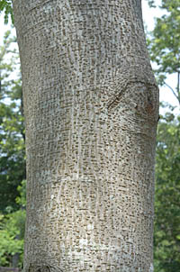 ネムノキ Albizia julibrissin マメ科 Fabaceae ネムノキ属 三河の植物観察
