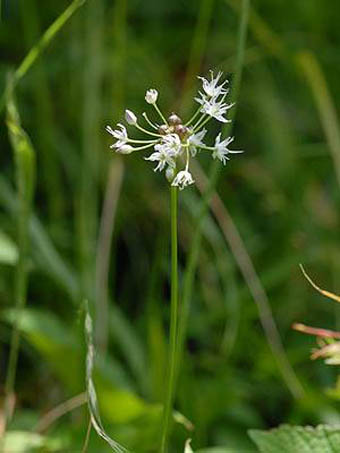 ノビル Allium macrostemon ヒガンバナ科 Amaryllidaceae ネギ属 三河の植物観察