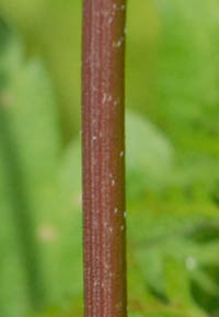 オヤブジラミ Torilis scabra セリ科 Apiaceae (Unbelliferae) ヤブジラミ属 三河の植物観察