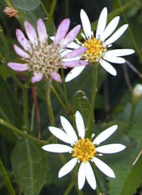 サワシロギク Aster rugulosus キク科 Asteraceae シオン属 三河の植物観察