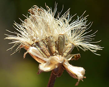 サワシロギク Aster rugulosus キク科 Asteraceae シオン属 三河の植物観察