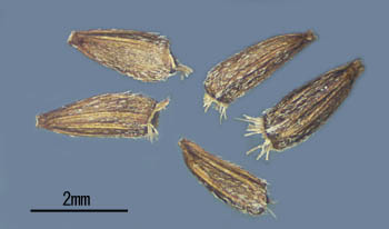 サワシロギク Aster rugulosus キク科 Asteraceae シオン属 三河の植物観察