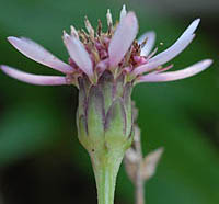 サワシロギク Aster rugulosus キク科 Asteraceae シオン属 三河の植物観察