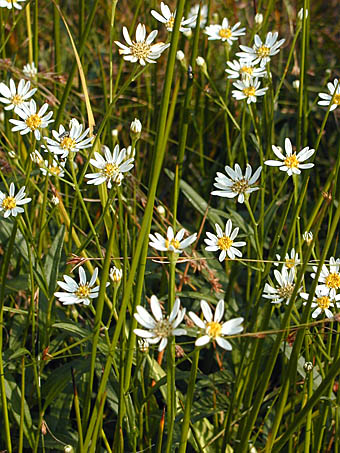 サワシロギク Aster rugulosus キク科 Asteraceae シオン属 三河の植物観察