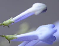 セキヤノアキチョウジ Isodon effusus シソ科 Lamiaceae (Labiatae) ヤマハッカ属 三河の植物観察