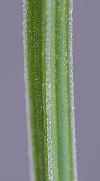 セキヤノアキチョウジ Isodon effusus シソ科 Lamiaceae (Labiatae) ヤマハッカ属 三河の植物観察