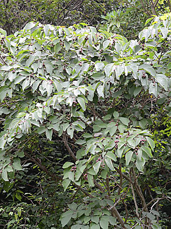 シラキ Neoshirakia japonica トウダイグサ科 Euphorbiaceae シラキ属 三河の植物観察