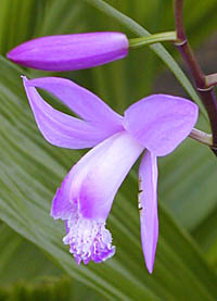 シラン Bletilla striata ラン科 Orchidaceae シラン属 三河の植物観察