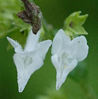 シロバナヤマハッカ Isodon inflexus シソ科 Lamiaceae (Labiatae) ヤマハッカ属 三河の植物観察