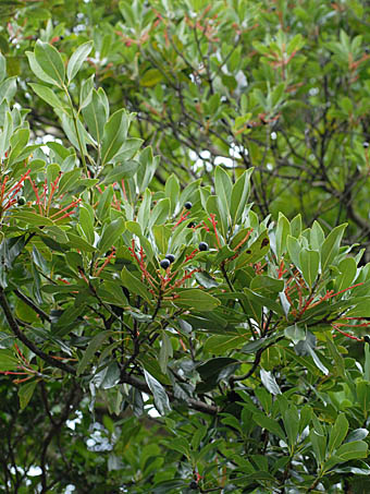 タブノキ Machilus thunbergii クスノキ科 Lauraceae タブノキ属 三河の植物観察