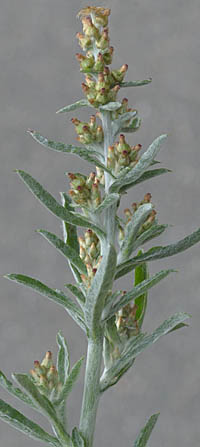 タチチチコグサ Gamochaeta calviceps キク科 Asteraceae ウスベニチチコグサ属 三河の植物観察