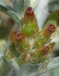 タチチチコグサ Gamochaeta calviceps キク科 Asteraceae ウスベニチチコグサ属 三河の植物観察