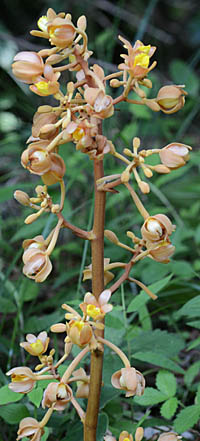 ツチアケビ Galeola septentrionalis ラン科 Orchidaceae ツチアケビ属 三河の植物観察