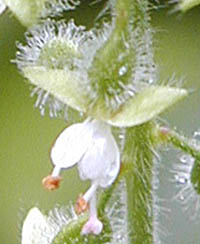 ウシタキソウ Circaea cordata アカバナ科 Onagraceae ミズタマソウ属 三河の植物観察