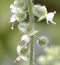 ウシタキソウ Circaea cordata アカバナ科 Onagraceae ミズタマソウ属 三河の植物観察