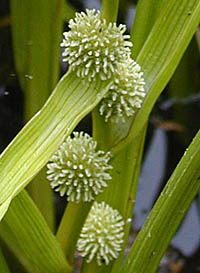 ヤマトミクリ Sparganium fallax ガマ科 Typhaceae ミクリ属 三河の植物観察