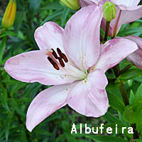 ユリ(園芸種) Lilium sp. ユリ科 Lilium ユリ属 三河の植物観察