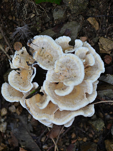 ボタンイボタケ Thelephora aurantiotincta イボタケ科 Thelephoraceae イボタケ属 三河の植物観察野草