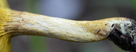 キヒダタケ Phylloporus bellus イグチ科 Amanitaceae キヒダタケ属 三河の植物観察野草