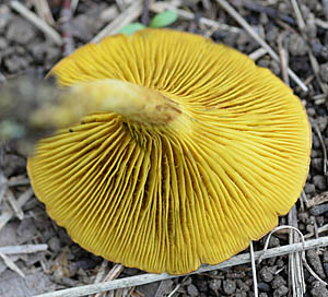 キヒダタケ Phylloporus bellus イグチ科 Amanitaceae キヒダタケ属 三河の植物観察野草