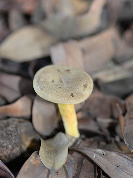 キヒダタケ Phylloporus bellus イグチ科 Amanitaceae キヒダタケ属 三河の植物観察野草