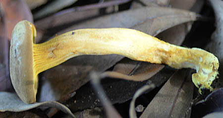 キヒダタケ Phylloporus bellus イグチ科 Amanitaceae キヒダタケ属 三河の植物観察野草