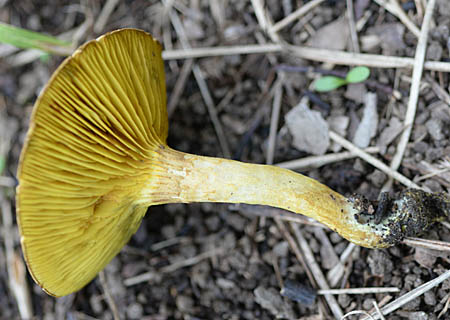キヒダタケ Phylloporus bellus イグチ科 Amanitaceae キヒダタケ属 三河の植物観察野草