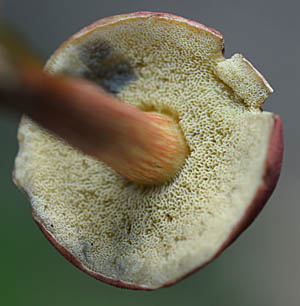コウジタケ Boletus fraternus イグチ科 Boletaceae ヤマドリタケ属 三河の植物観察野草