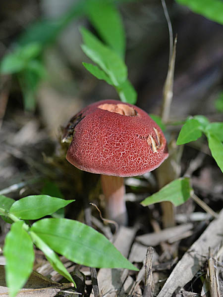 コウジタケ Boletus fraternus イグチ科 Boletaceae ヤマドリタケ属 三河の植物観察野草
