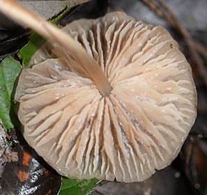 オオホウライタケ Marasmius maximus ホウライタケ科 Marasmiaceae ホウライタケ属 三河の植物観察野草