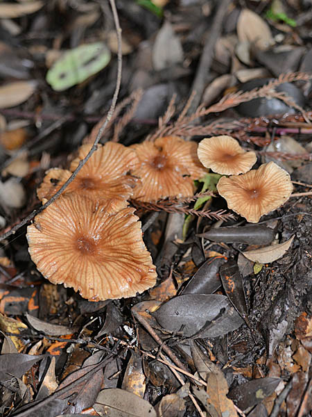 オオホウライタケ Marasmius maximus ホウライタケ科 Marasmiaceae ホウライタケ属 三河の植物観察野草