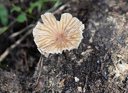 オオホウライタケ Marasmius maximus ホウライタケ科 Marasmiaceae ホウライタケ属 三河の植物観察野草