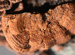 ワヒダタケ Cyclomyces fuscus タマチョレイタケ科 Polyporaceae ワヒダタケ属 三河の植物観察野草
