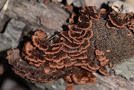 ワヒダタケ Cyclomyces fuscus タマチョレイタケ科 Polyporaceae ワヒダタケ属 三河の植物観察野草